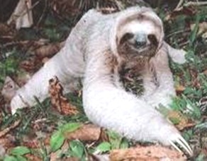 SLOWEST ANIMALS | BIOZOOM